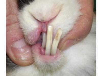 Malocclusion in Rabbits, Ardmore Veterinary Group in Suffolk